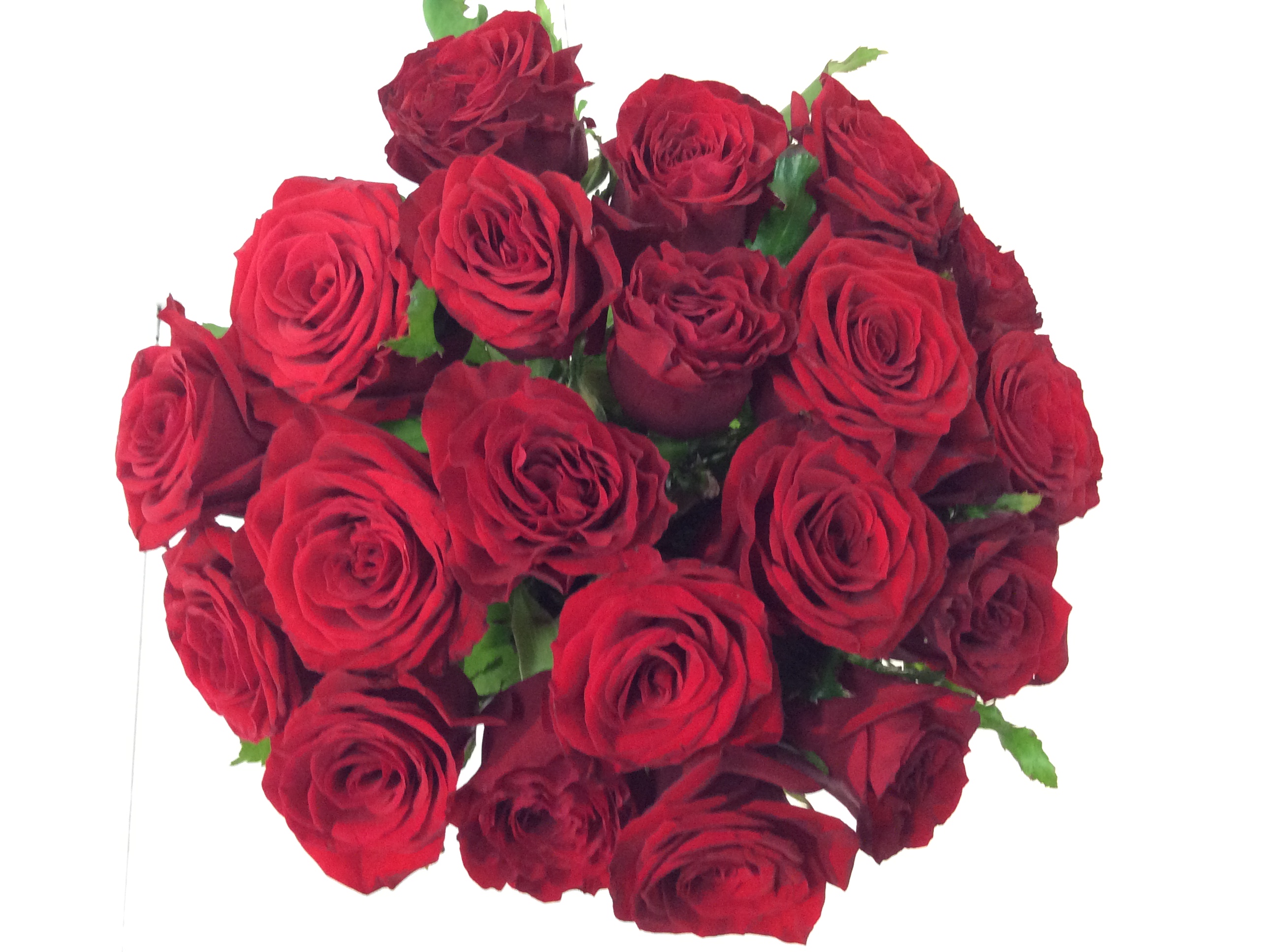 Special Re Flower Bouquet Flower Wholesalers Auckland